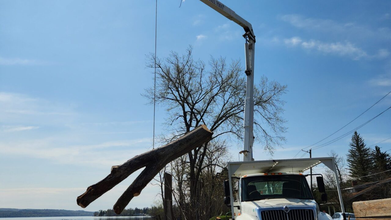 Dan Lennox Tree Pros | Expert Tree Removal